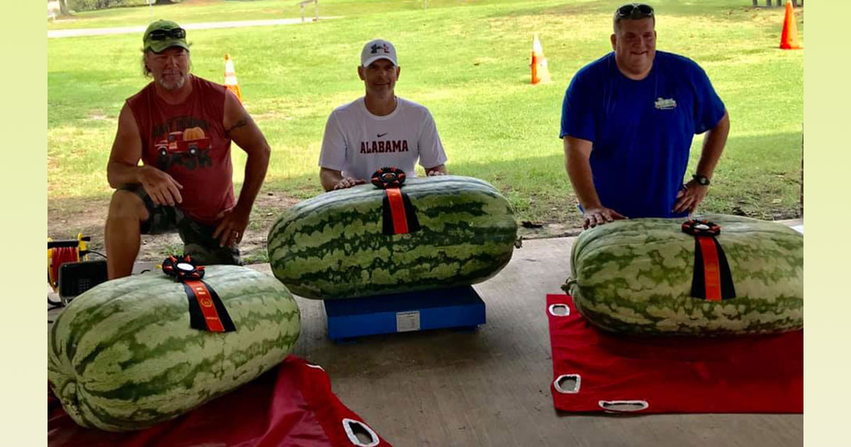 Great Pumpkin Commonwealth Watermelon Weigh-Off | Texarkana Today